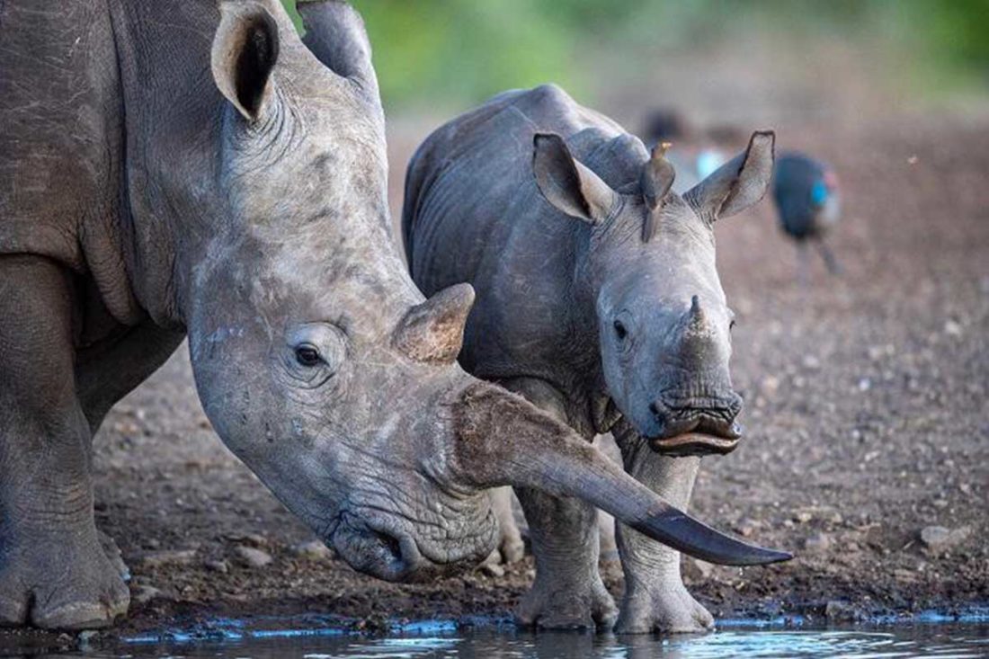 Rhino Conservation in Zimbabwe | The Malilangwe Trust | ACCF