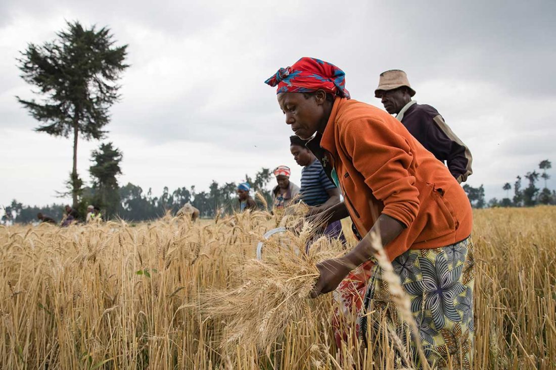 Rwanda Project - Volcanoes National Park | ACCF