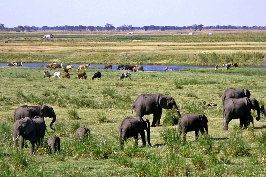 Supporting African Conservation | Non Profit Conservation Charity | ACCF